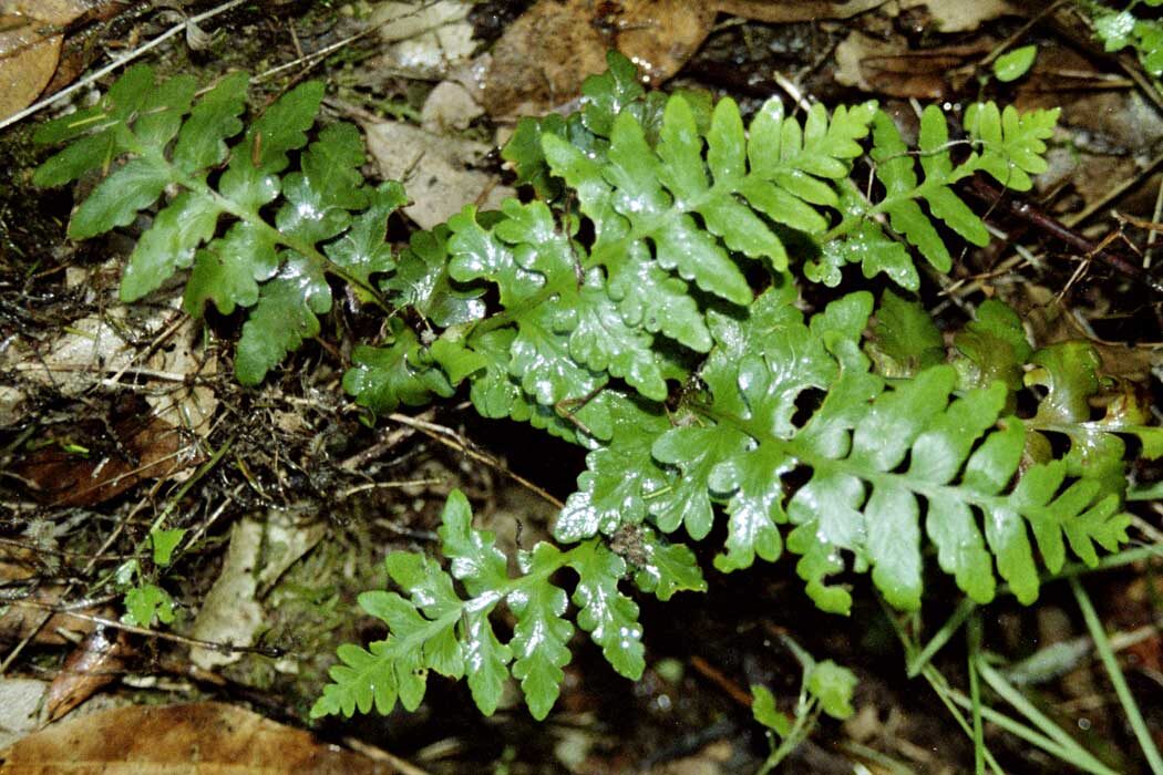 Asplenium aureum × Asplenium onopteris - The Ferns of Macaronesia