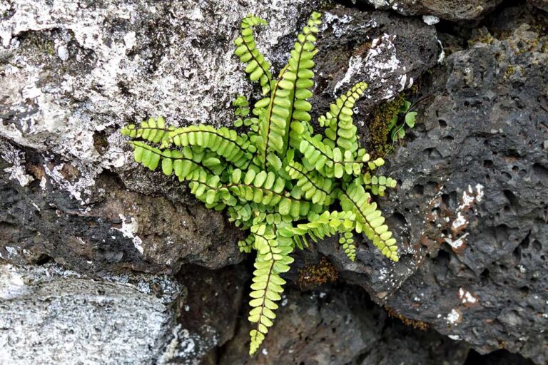 Asplenium trichomanes subsp. quadrivalens - The Ferns of Macaronesia