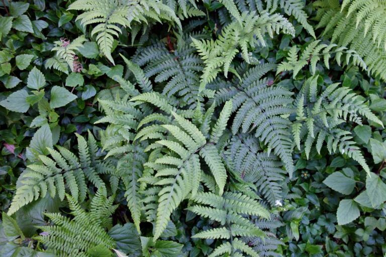 Deparia petersenii - The Ferns of Macaronesia