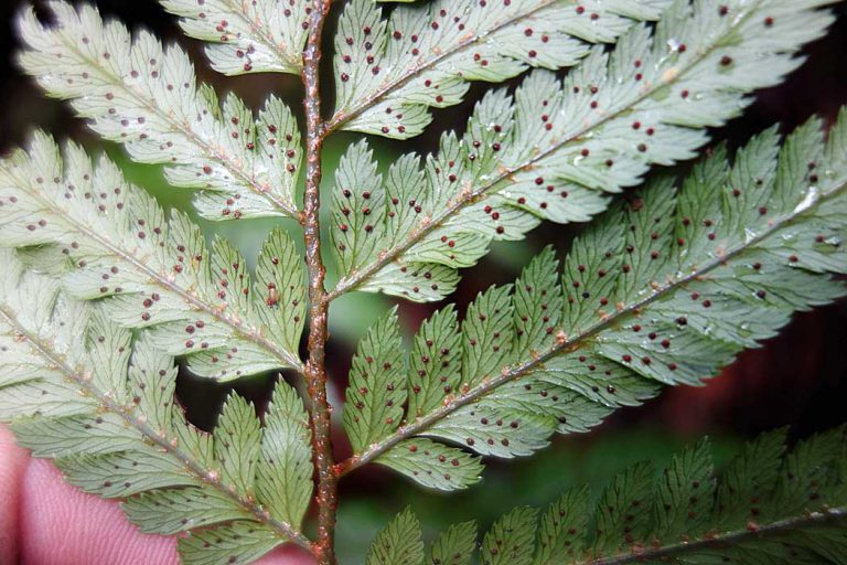 Polystichum drepanum - The Ferns of Macaronesia