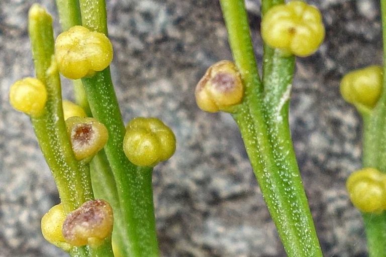 Psilotum nudum - The Ferns of Macaronesia
